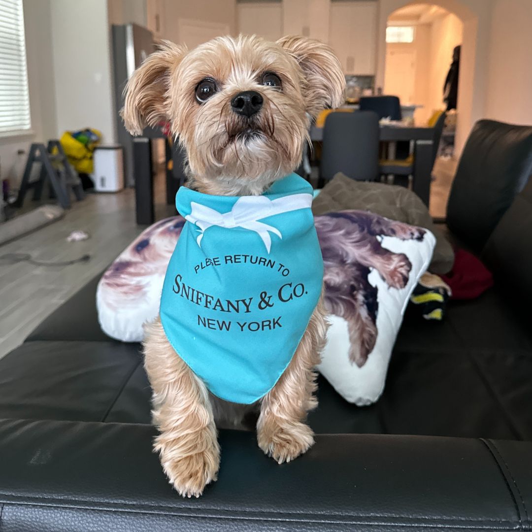 Sniffany & Co. – Millionaire Mutt