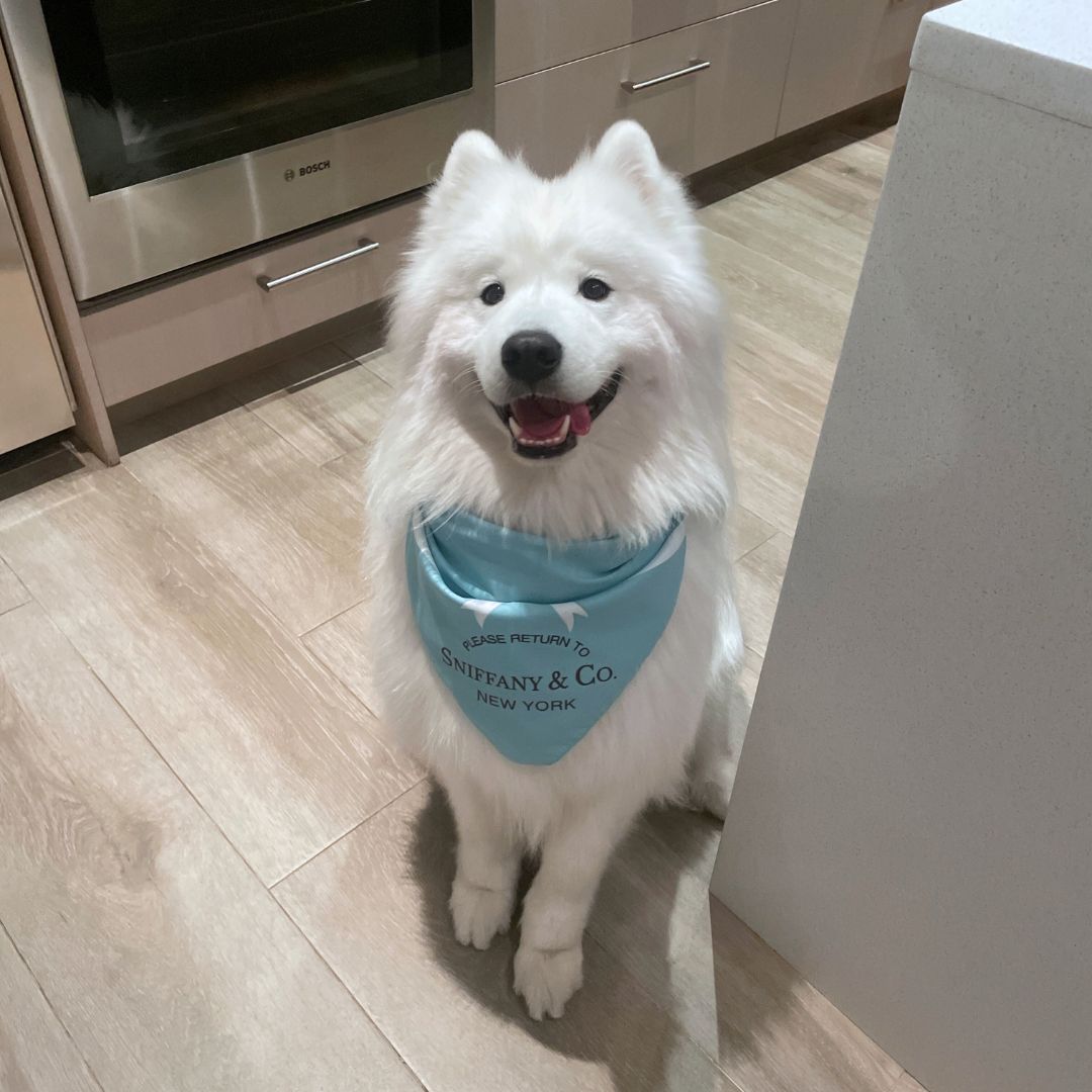 Sniffany & Co. – Millionaire Mutt