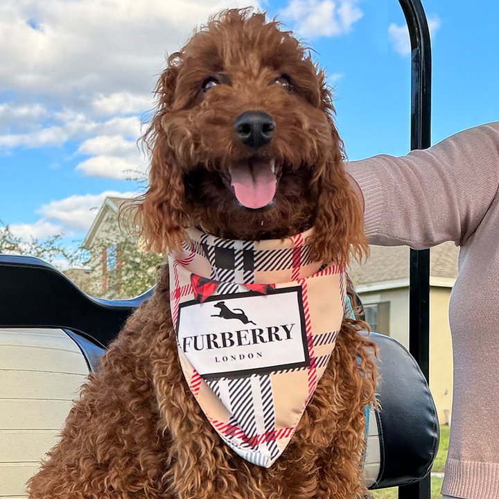Dog Bandanas – Millionaire Mutt